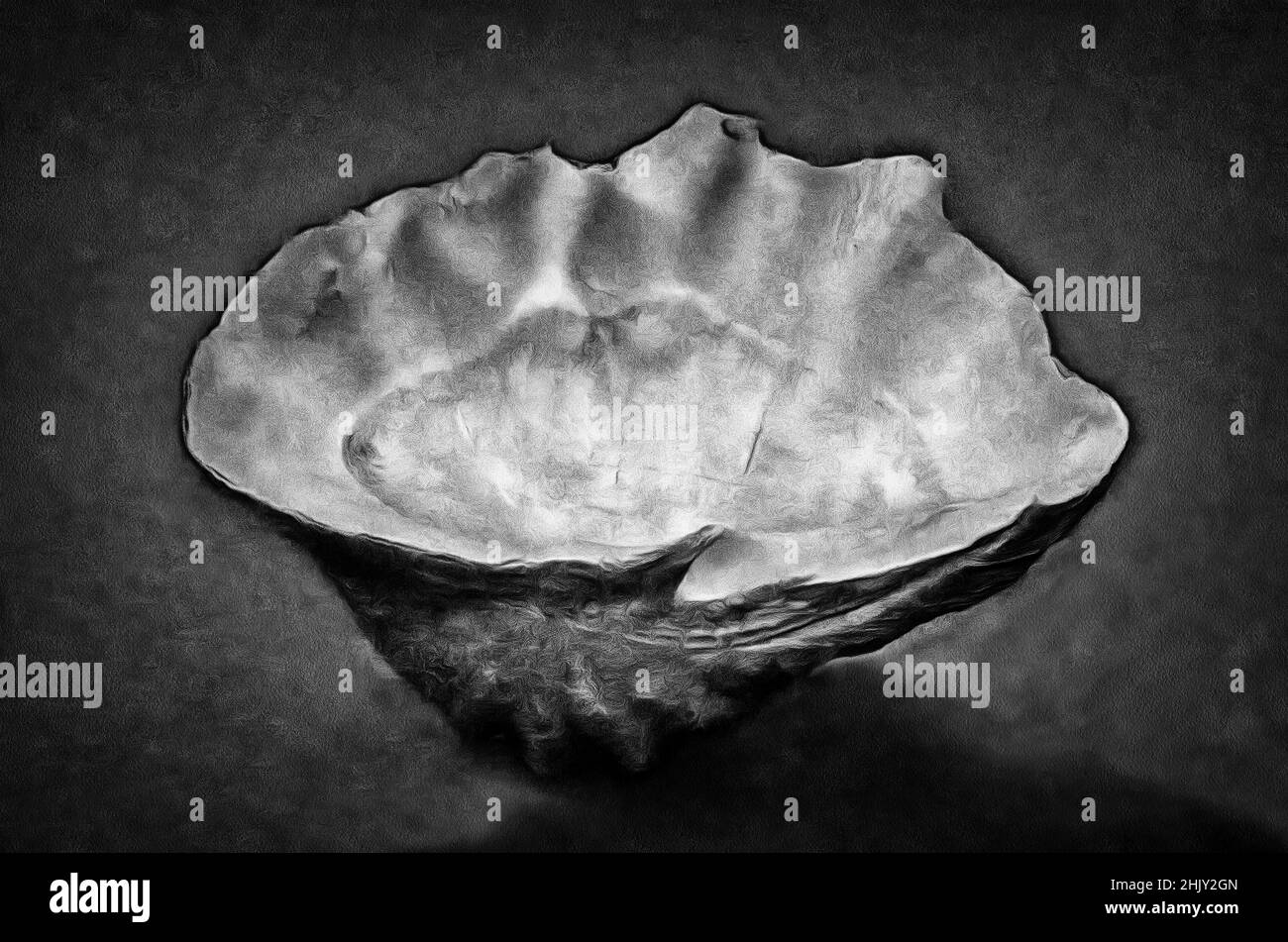 Shell Molluscs Illustrations High Resolution Stock Photography and ...