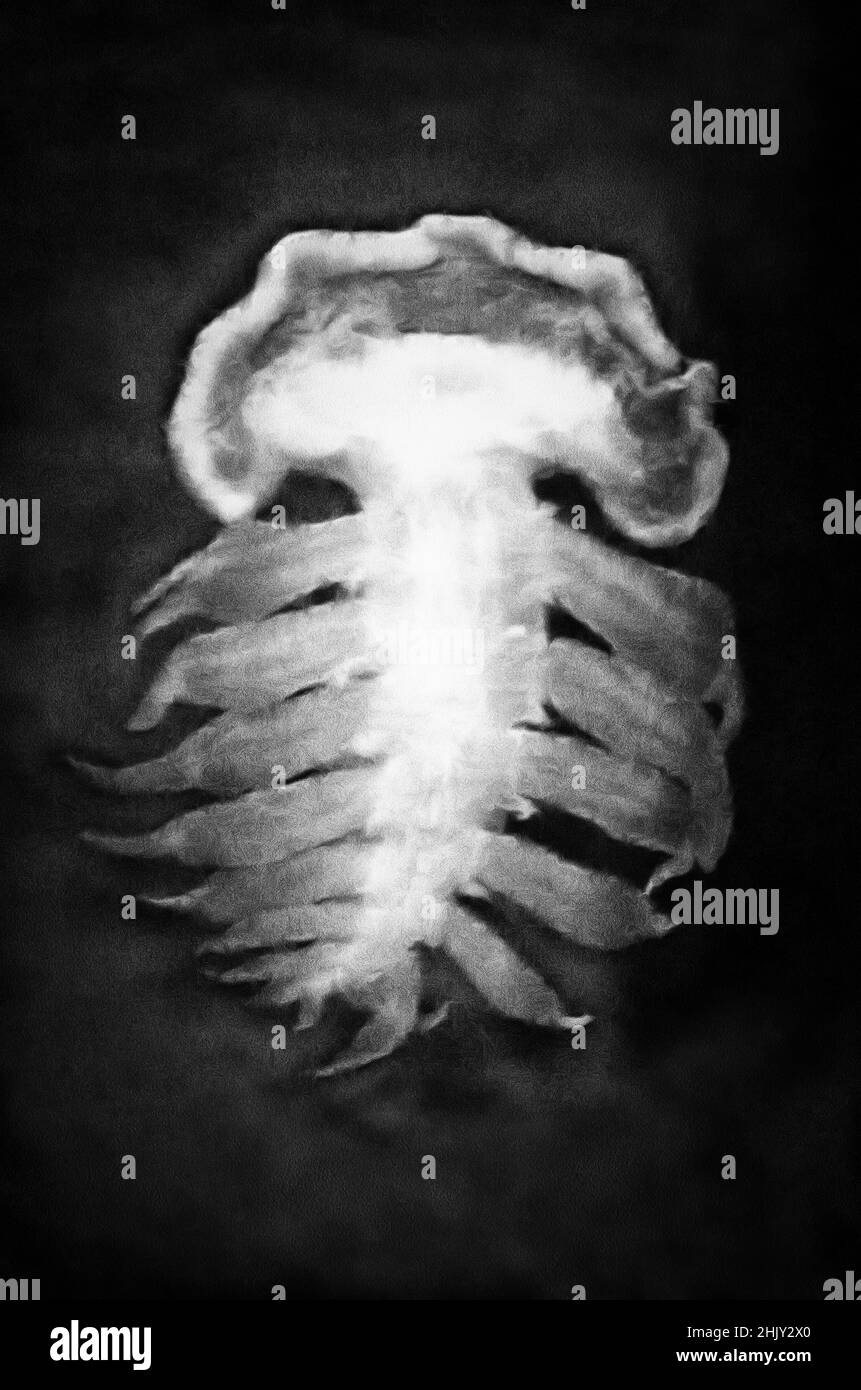 Curly thetis image Black and White Stock Photos & Images - Alamy