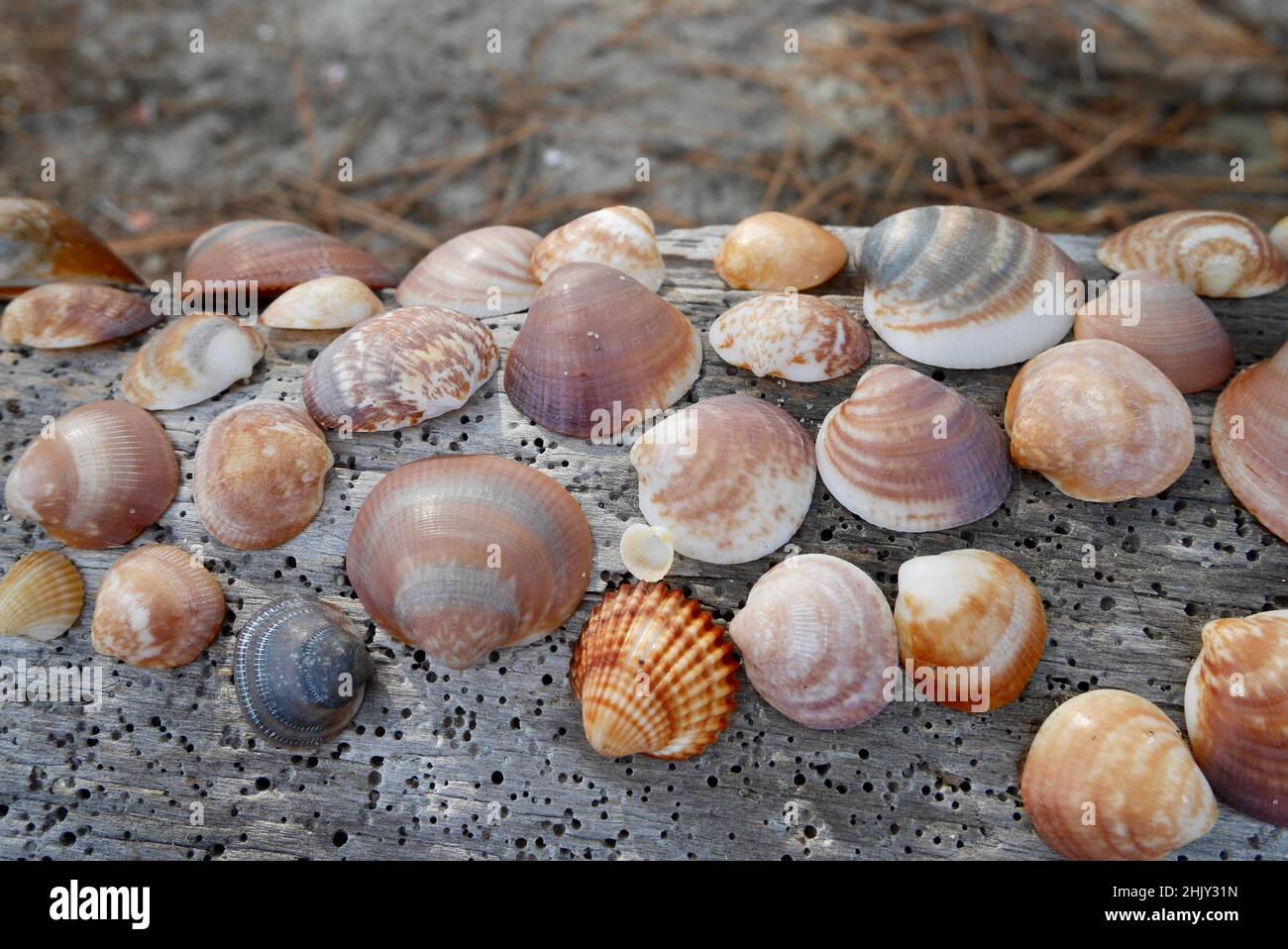Worm holes hi-res stock photography and images - Alamy