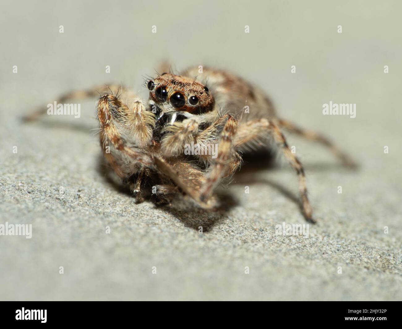 Close up shoot of a jumping spider that eating a little moth Stock ...