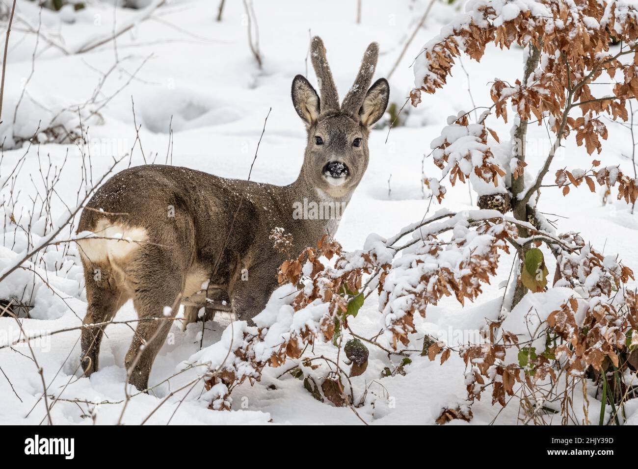 Roebuck wildlife hi-res stock photography and images - Alamy
