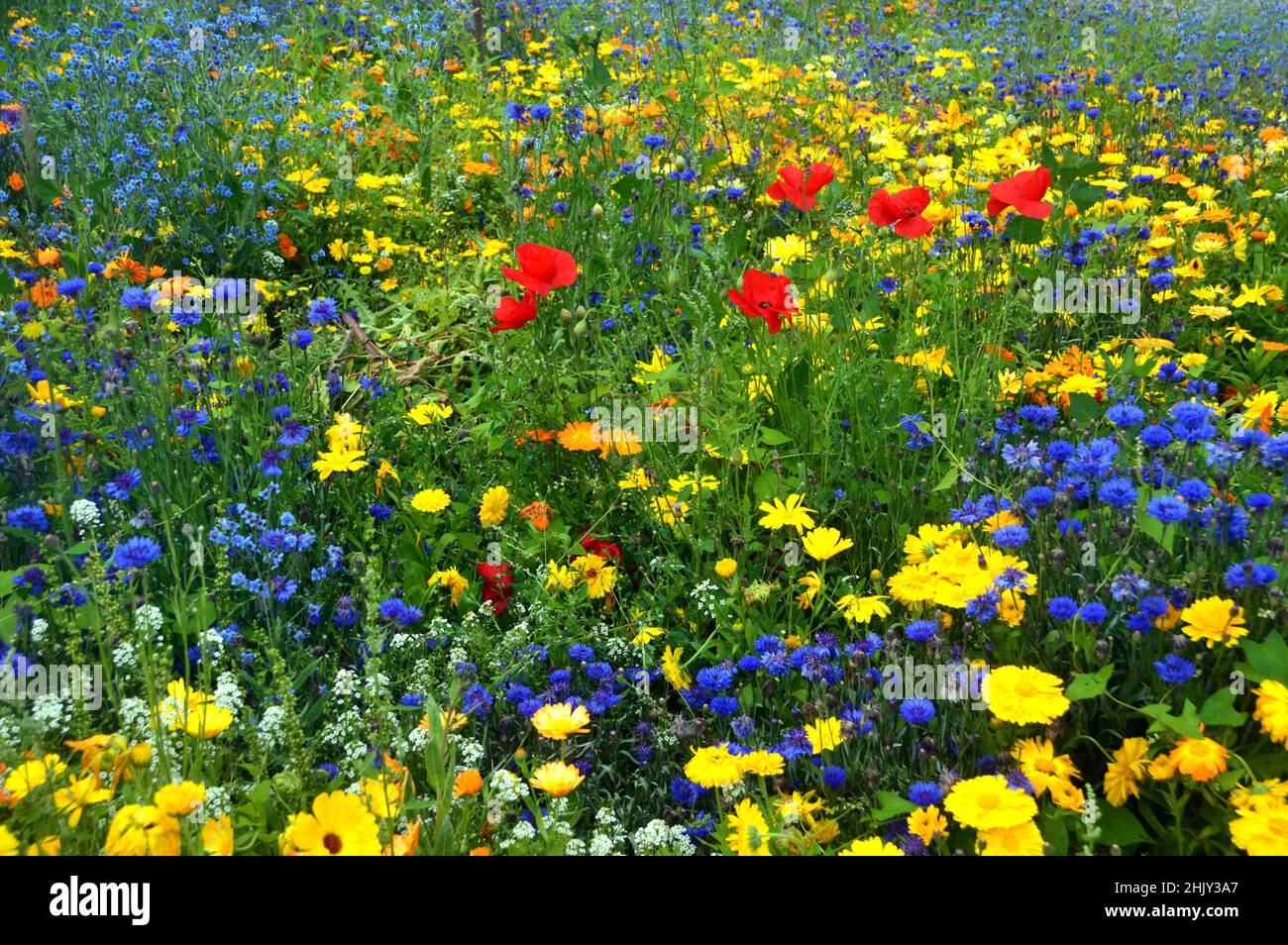 Colourful Mixed Native Wild Flowers in the Wild Flower Border at RHS ...