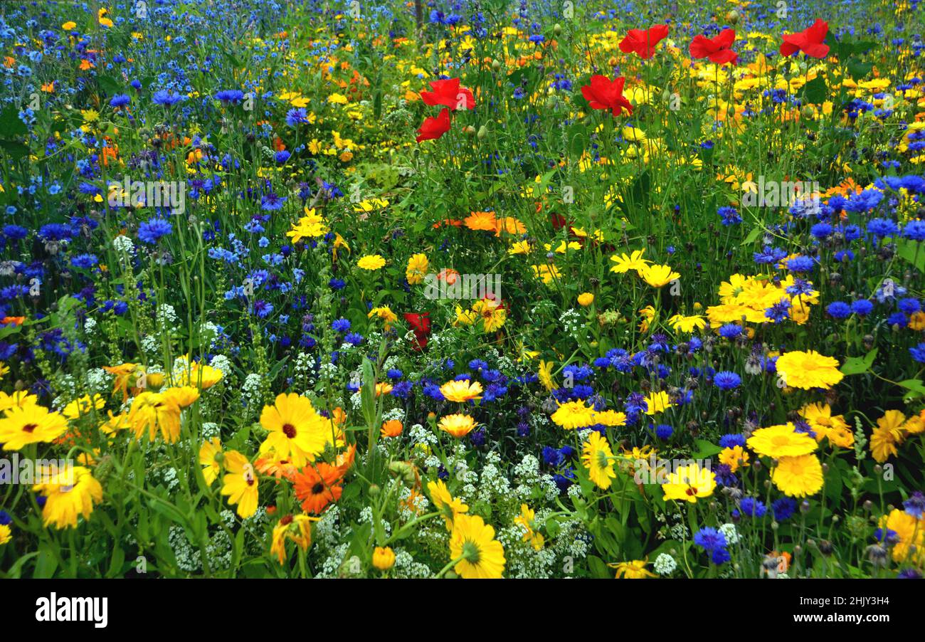 Colourful Mixed Native Wild Flowers in the Wild Flower Border at RHS ...