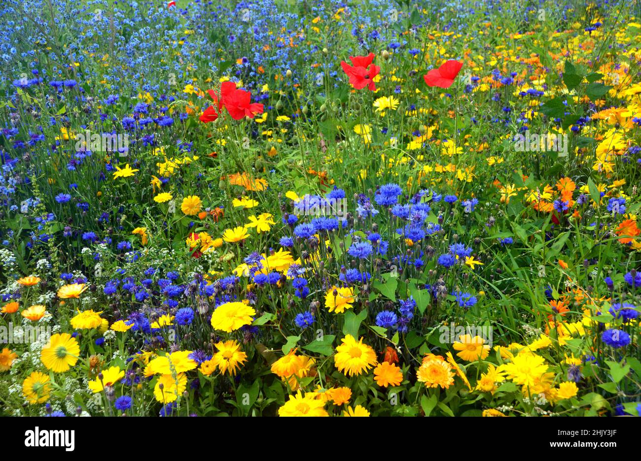 Colourful Mixed Native Wild Flowers in the Wild Flower Border at RHS ...