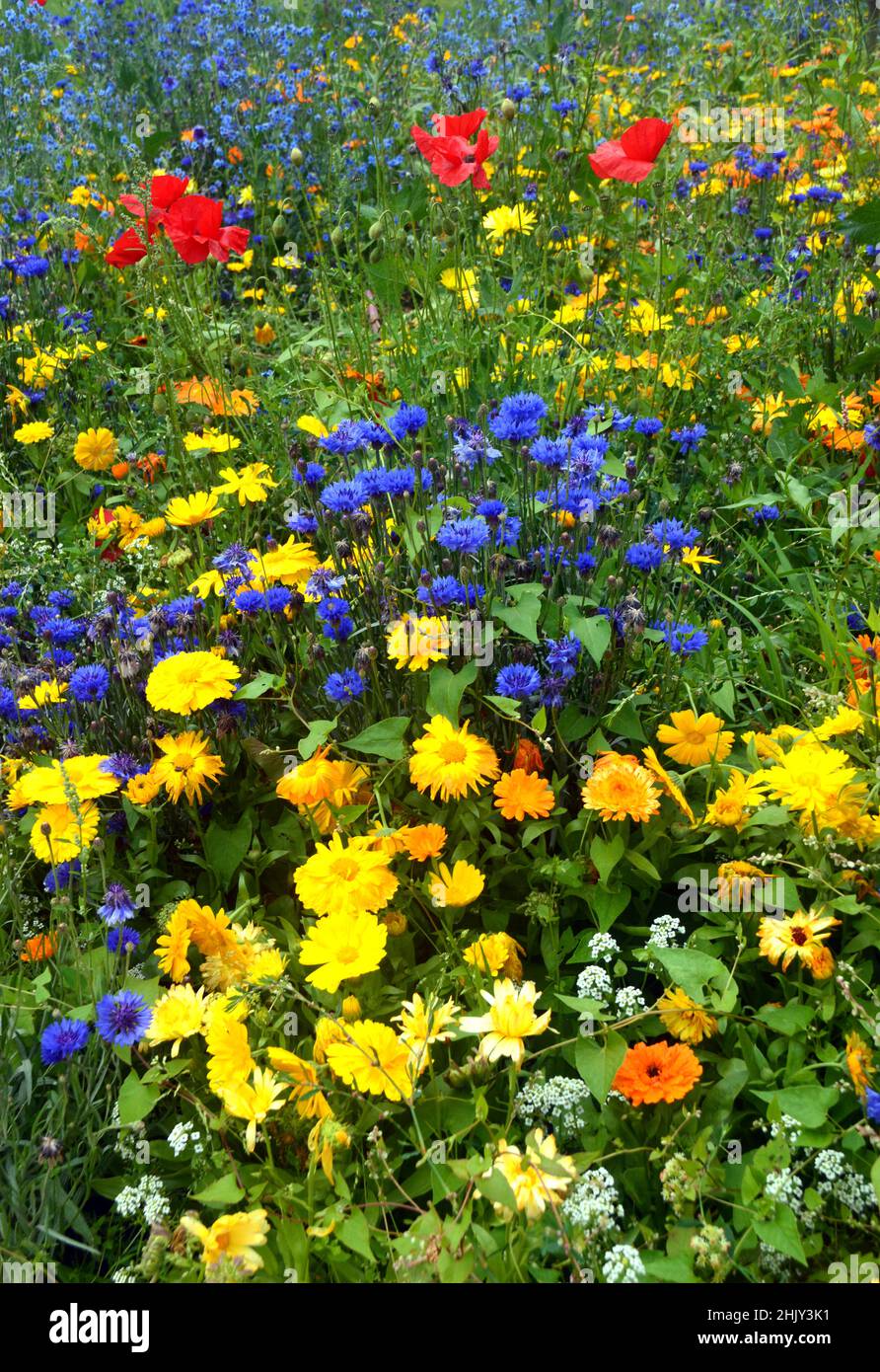 Colourful Mixed Native Wild Flowers in the Wild Flower Border at RHS ...
