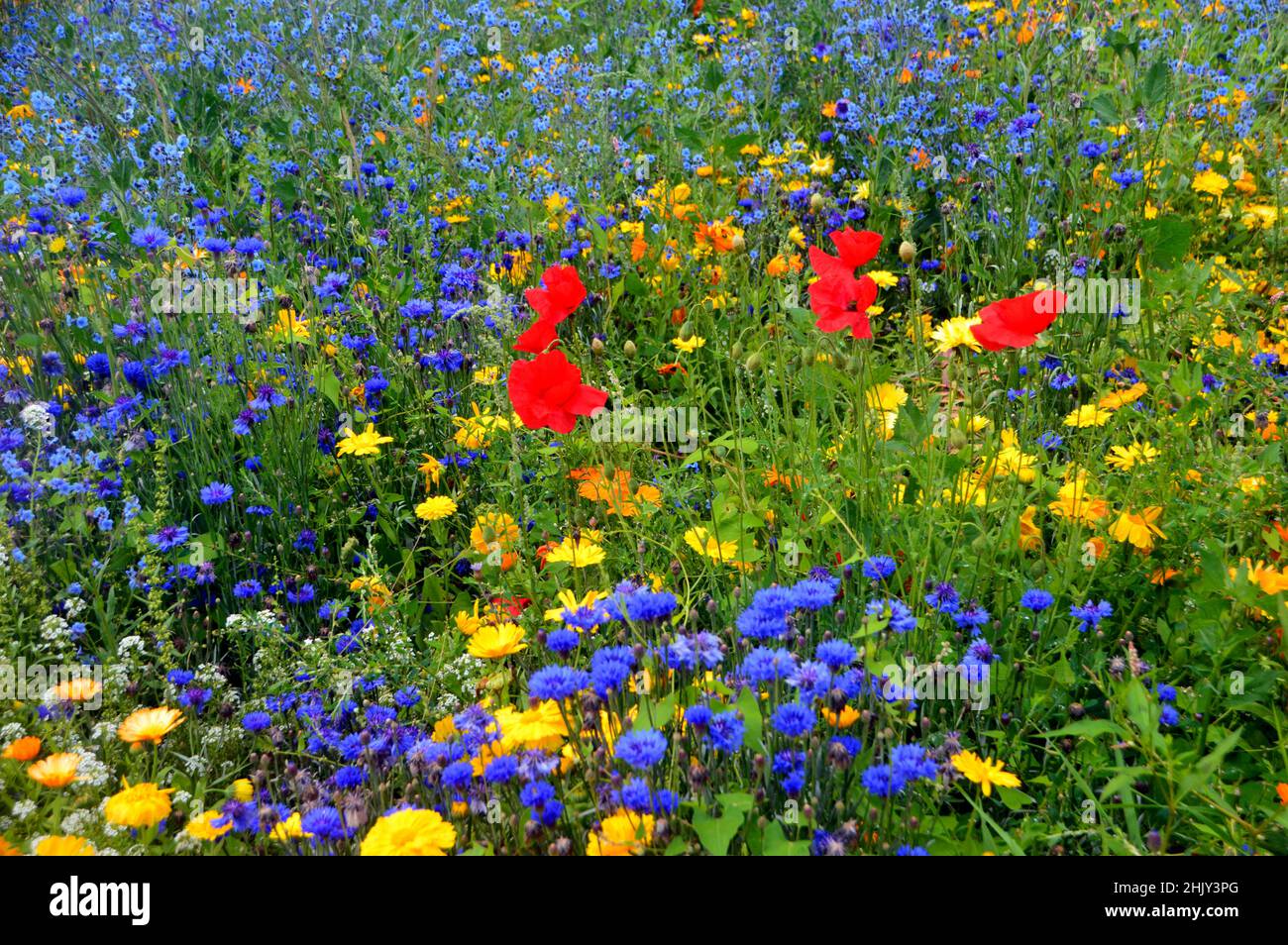 Colourful Mixed Native Wild Flowers in the Wild Flower Border at RHS ...