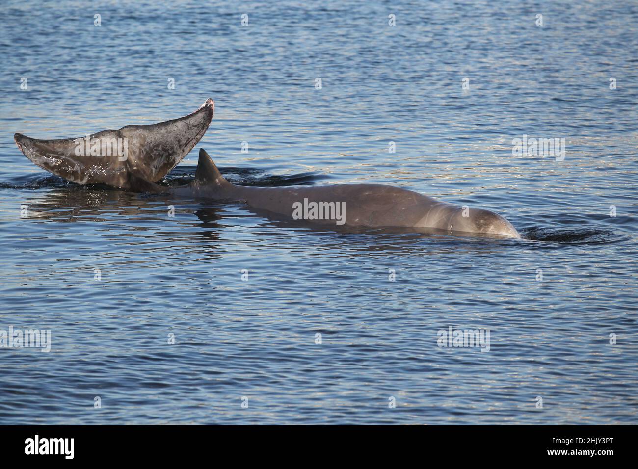 Ziphius cavirostris. Experts try to save an injured humpback baby whale ...