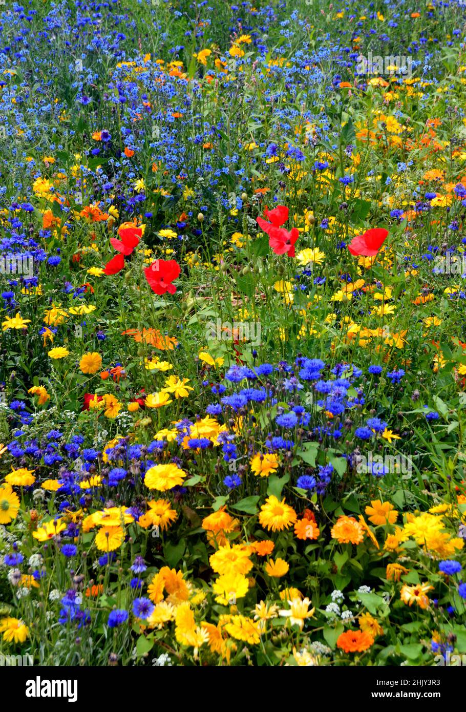 Colourful Mixed Native Wild Flowers in the Wild Flower Border at RHS ...