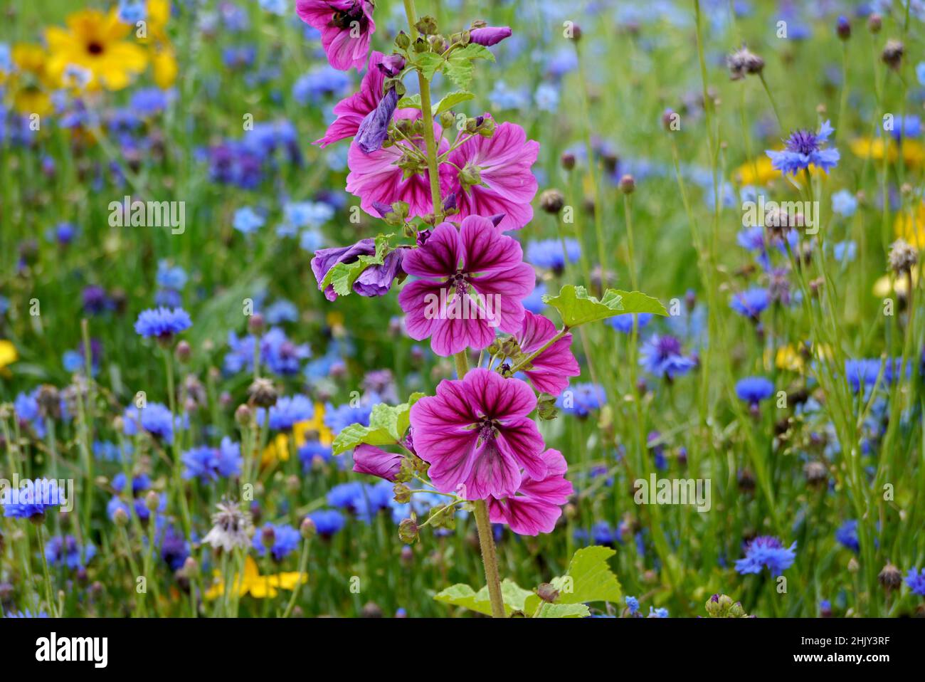 Pink/Lilic Common Mallow 'Malva sylvestris' Flowers in the Wild Flower ...