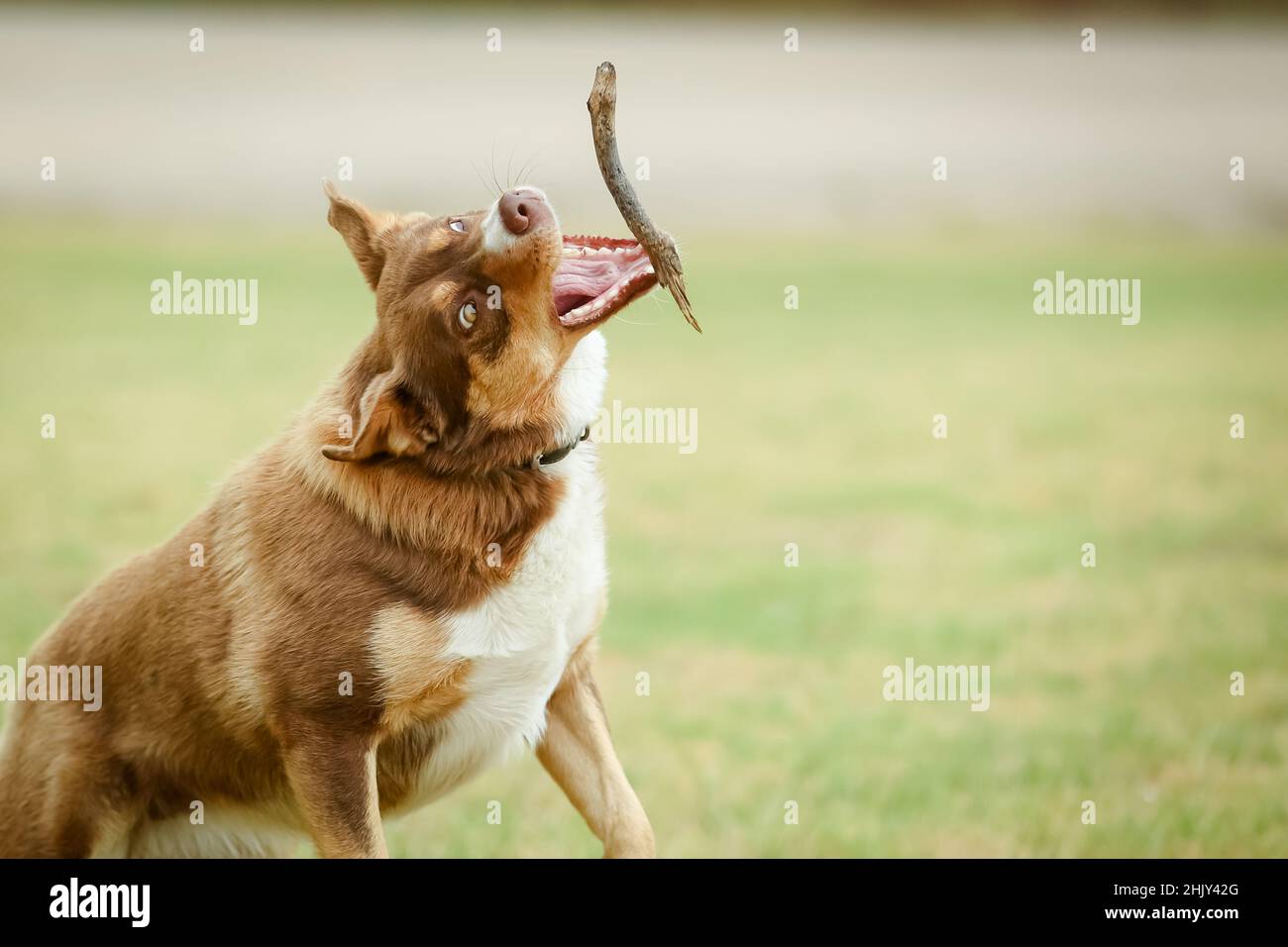 Australian red kelpie dog hi-res stock photography and images - Alamy