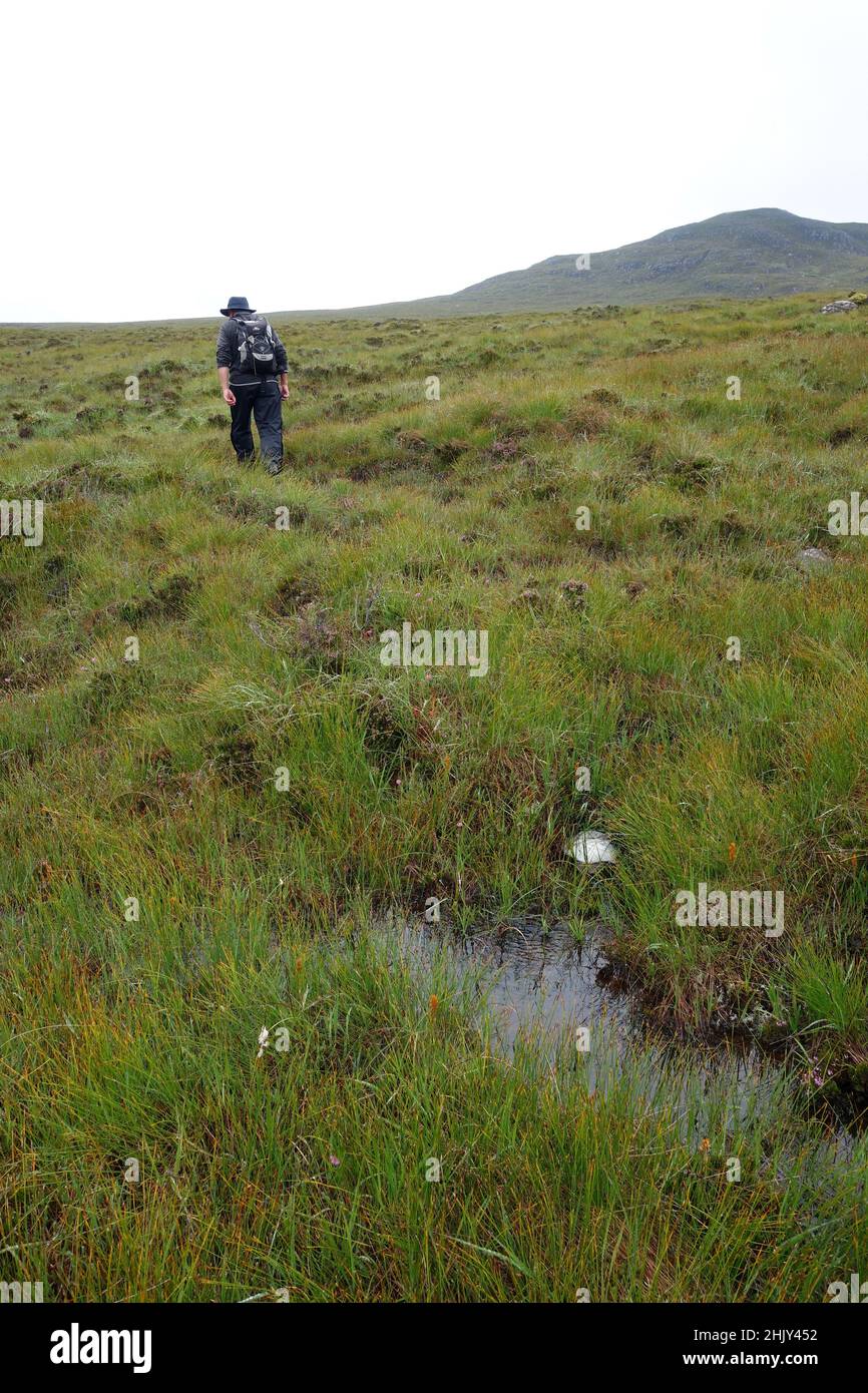 Lone Single Man Walking on Boggy Path to the Scottish Mountain Corbett ...
