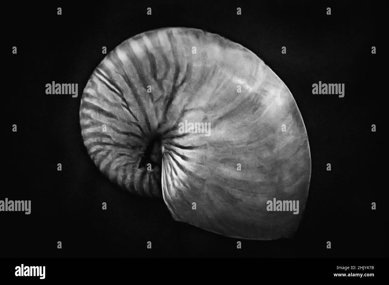 Shell Molluscs Illustrations High Resolution Stock Photography and ...