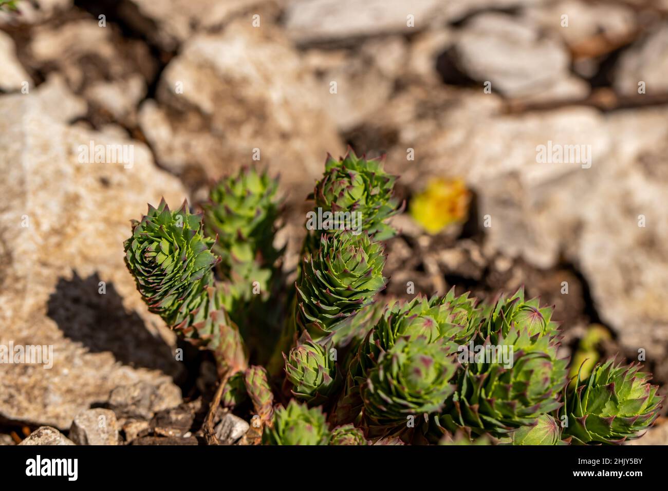 Rhodiola garden hi-res stock photography and images - Alamy
