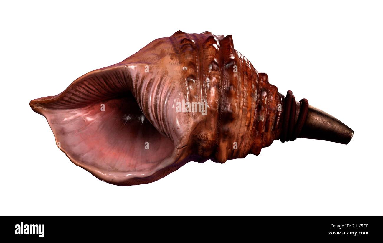 3D rendering of a sea conch isolated on white background Stock Photo ...