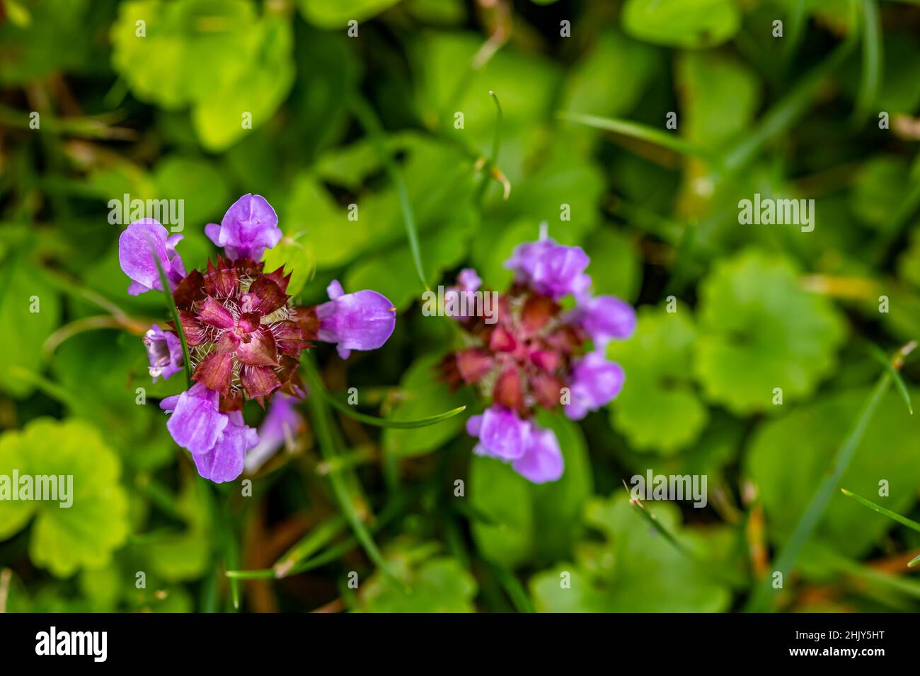 Prunella vulgaris flower growing in meadow Stock Photo - Alamy