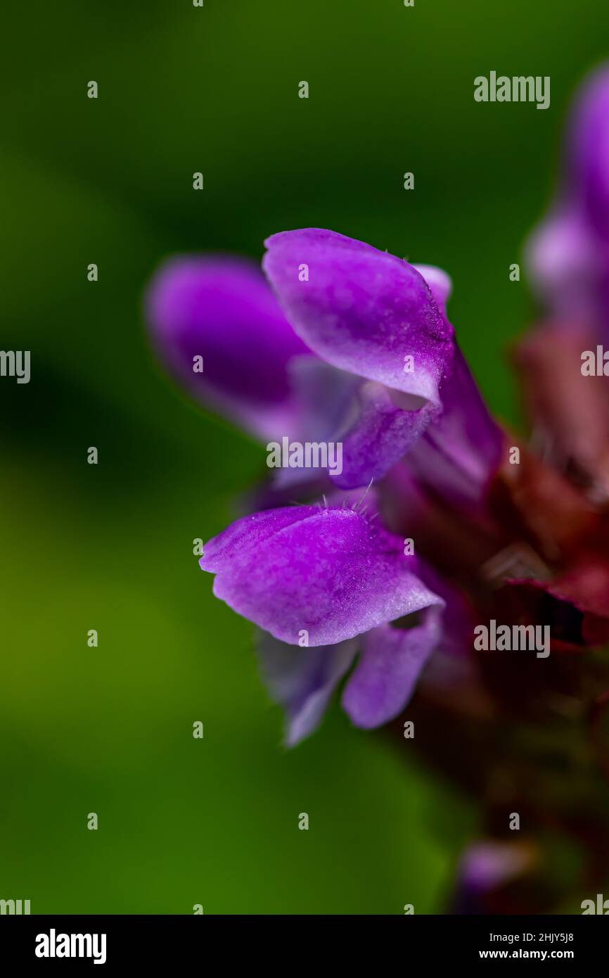 Viola vulgaris hi-res stock photography and images - Alamy