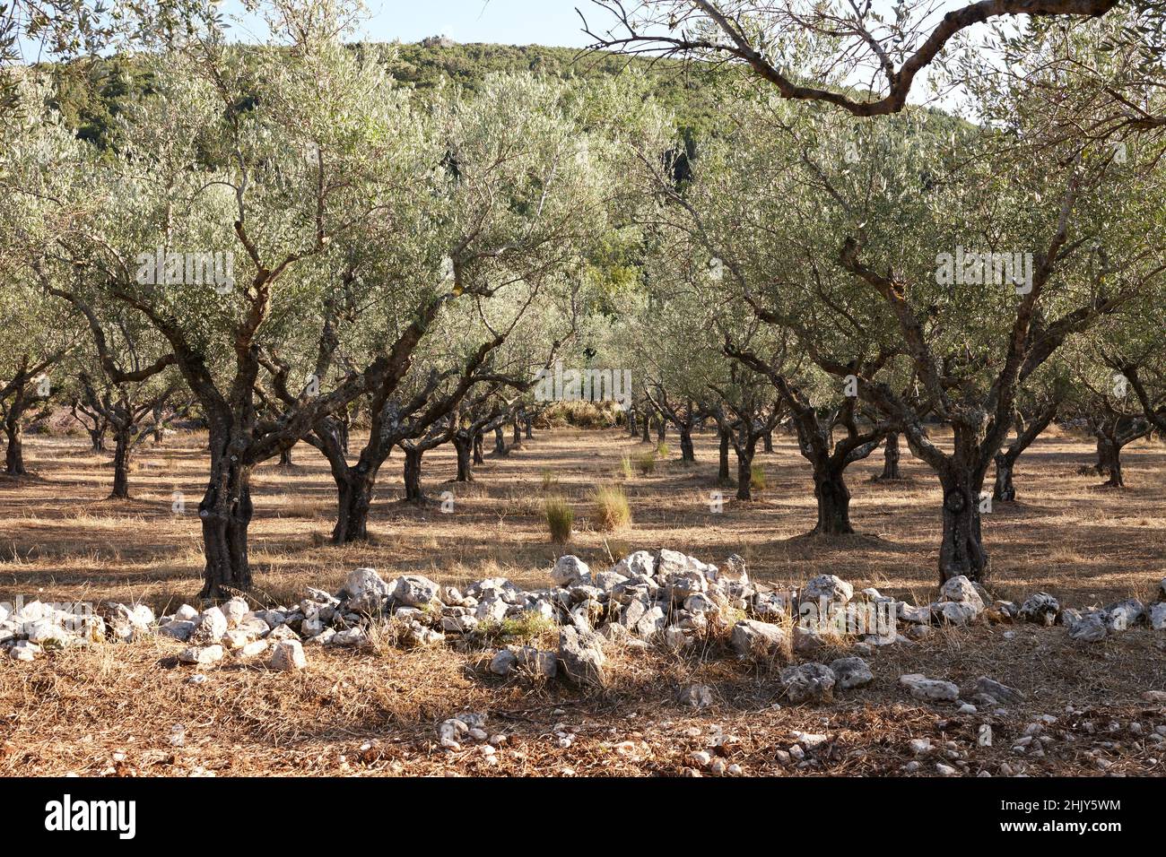 Olive trees garden for oil production in Zakynthos Stock Photo - Alamy