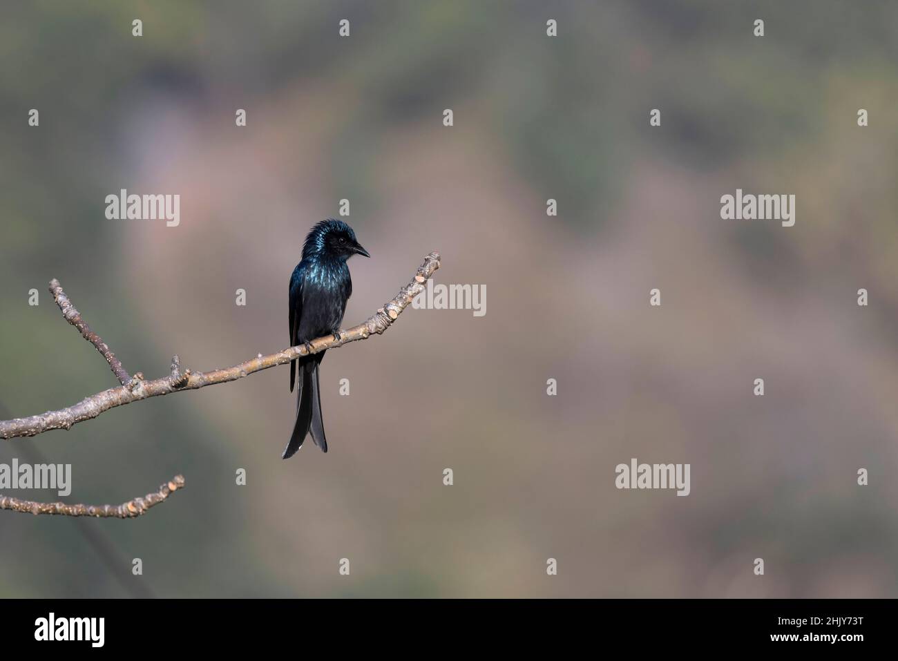 Black Drongo on tree, Dicrurus macrocercus, Uttarakhand, India Stock ...