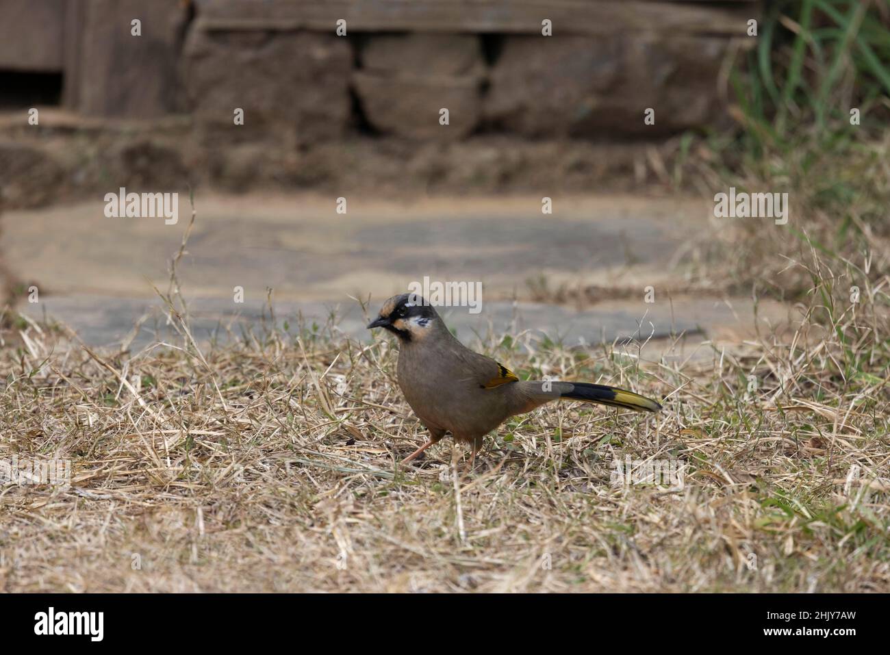 Variegated Laughingthrush, Trochalopteron variegatum, Uttarakhand ...