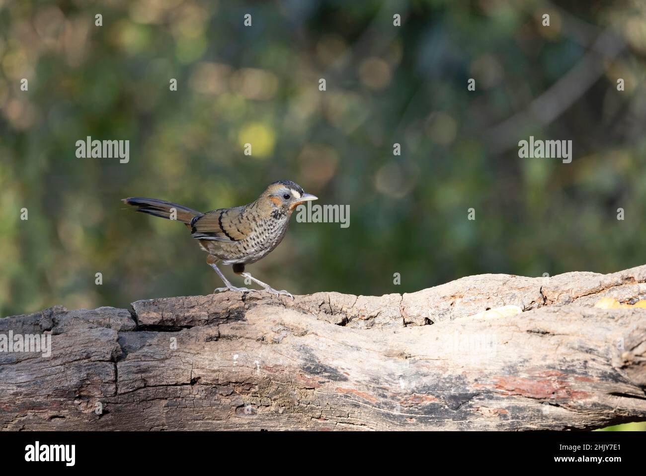 Rufous-chinned Laughingthrush, Ianthocincla rufogularis, Uttarakhand ...