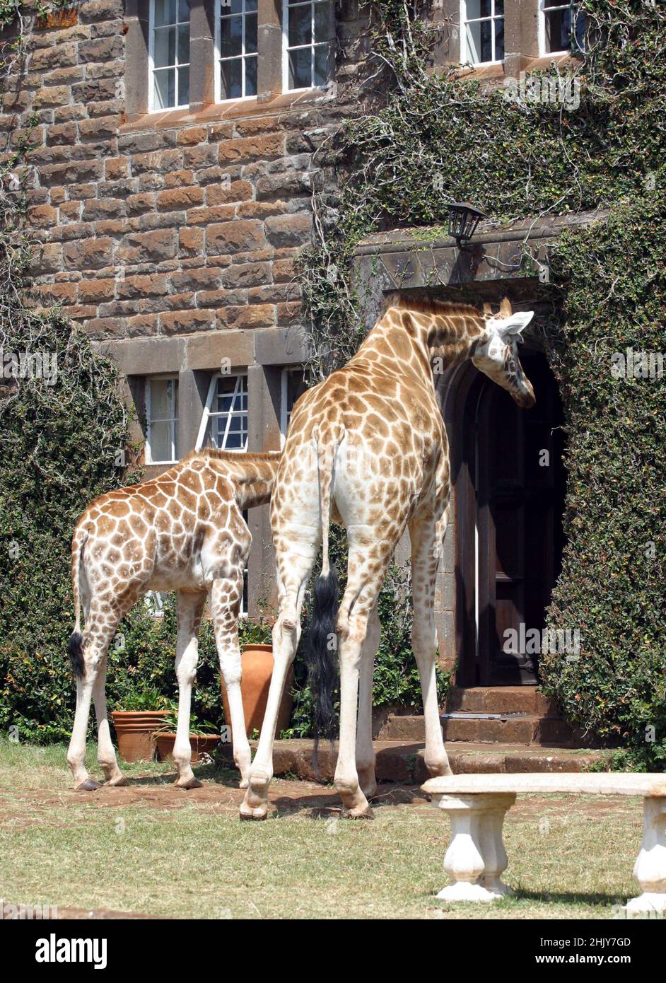 TWO ROTHSCHILD GIRAFFES GO TO THE FRONT DOOR AT GIRAFFE MANOR. AT THEIR ...