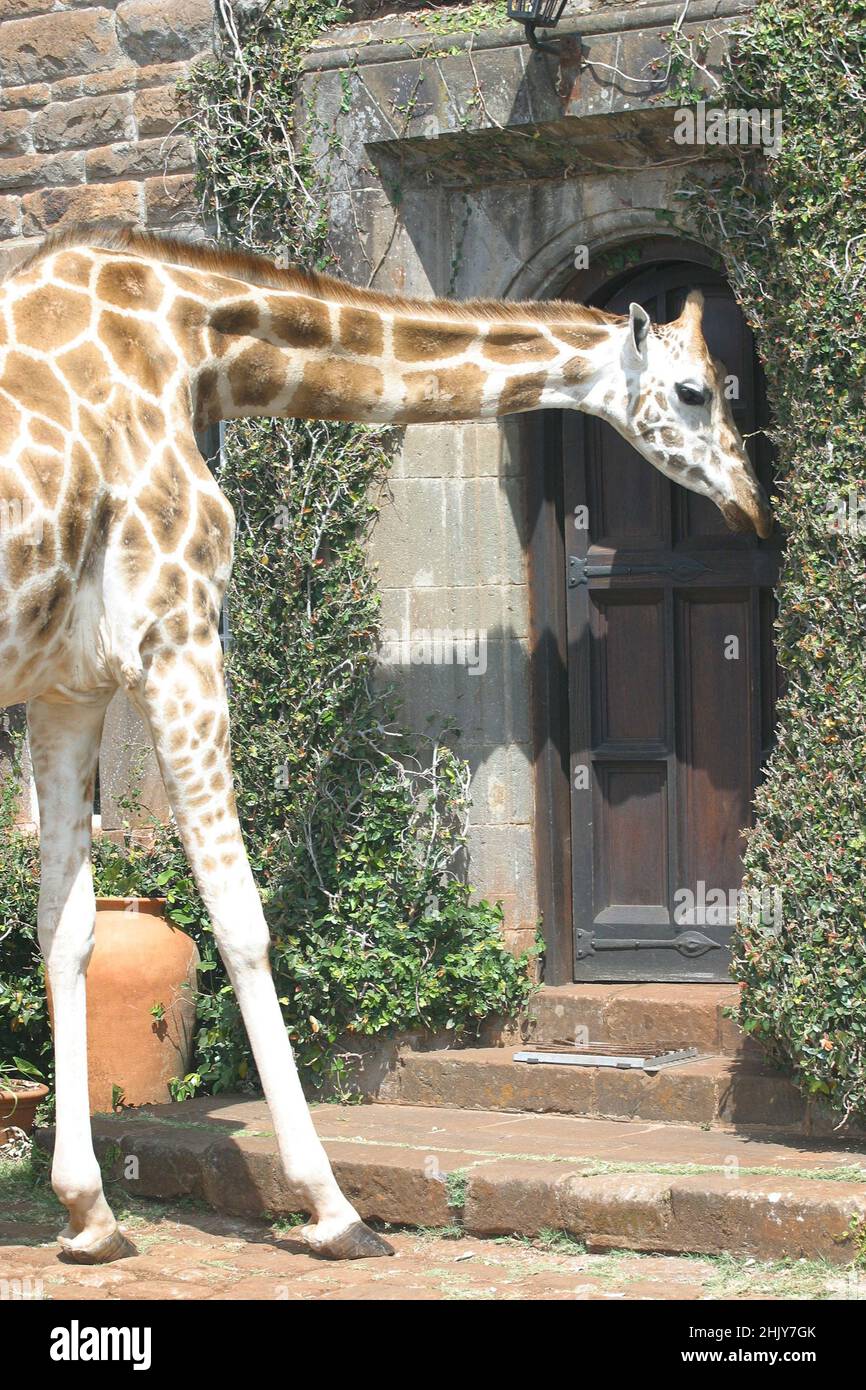 Giraffe waiting at door hi-res stock photography and images - Alamy