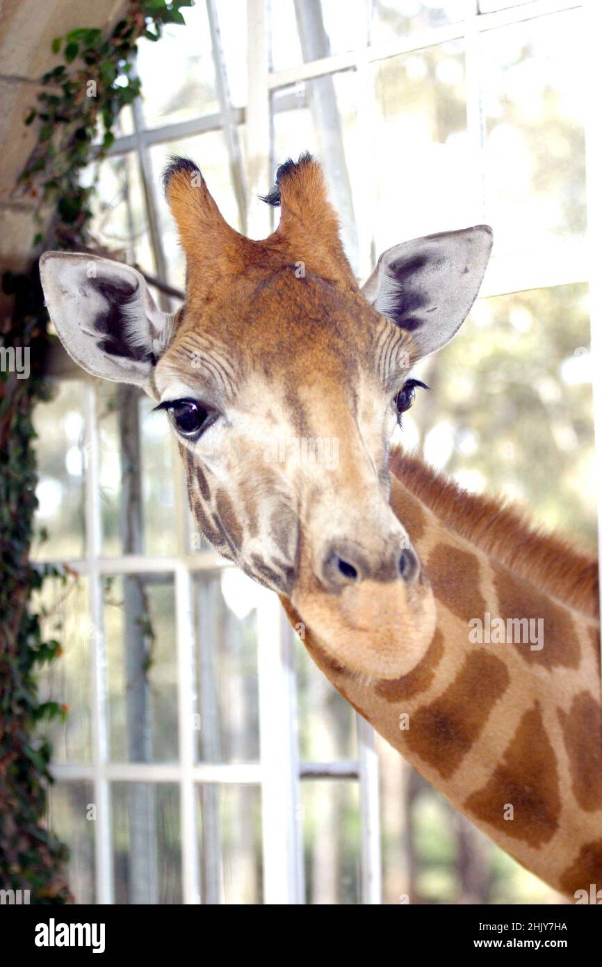 A ROTHSCHILD GIRAFFE PEERING THROUGH THE WINDOW OF GIRAFFE MANOR. AT ...