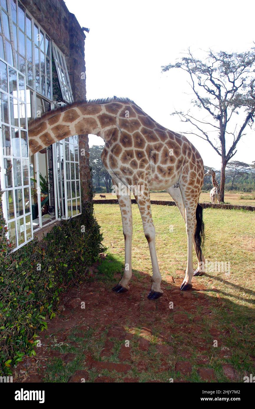 A ROTHSCHILD GIRAFFE LOOKING THROUGH THE WINDOW OF GIRAFFE MANOR. AT ...