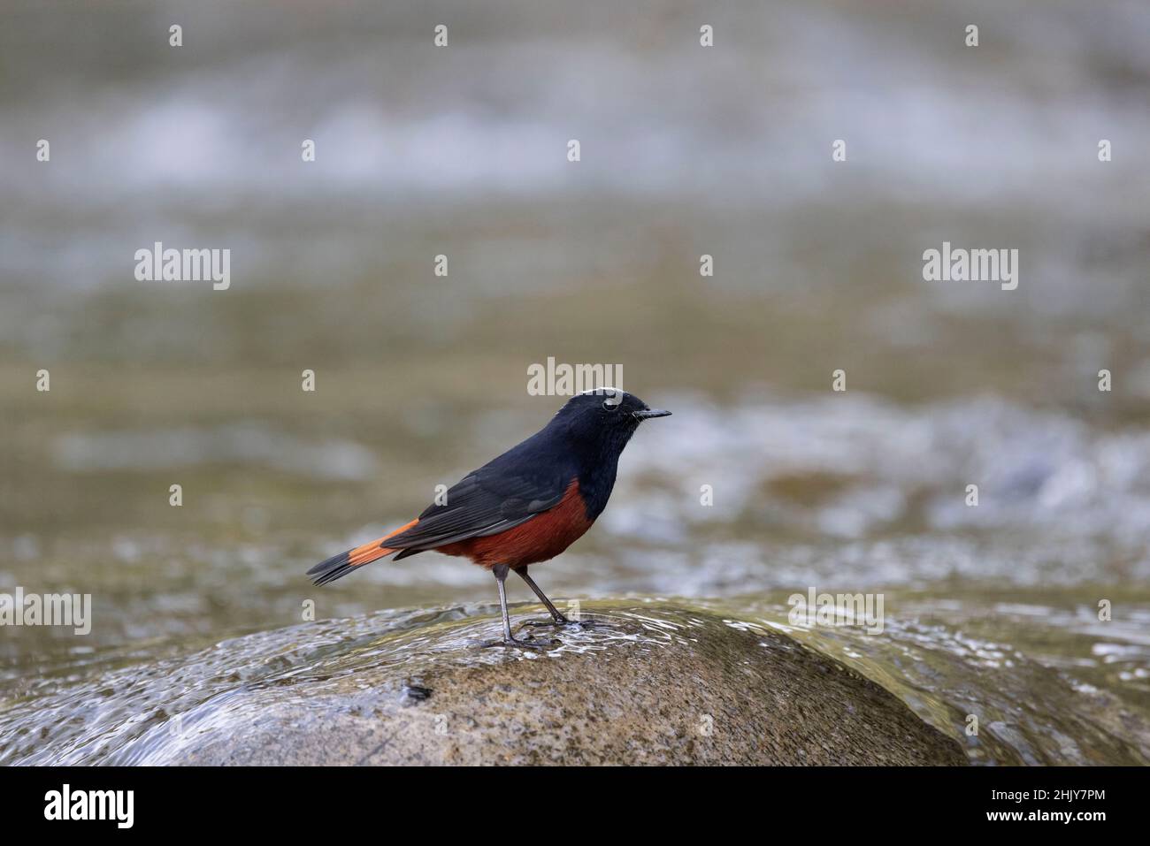 White-capped Redstart, Phoenicurus leucocephalus, male, Uttarakhand, India Stock Photo - Alamy