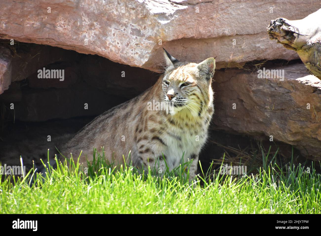 Sun shining on the face of a Iberian Lynx coming out of a rock cave ...