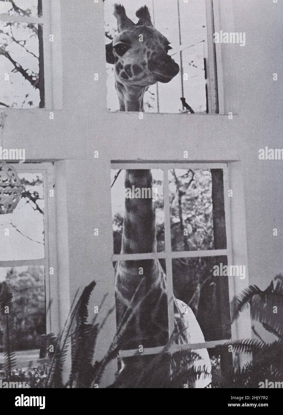 Giraffe peering in window hi-res stock photography and images - Alamy