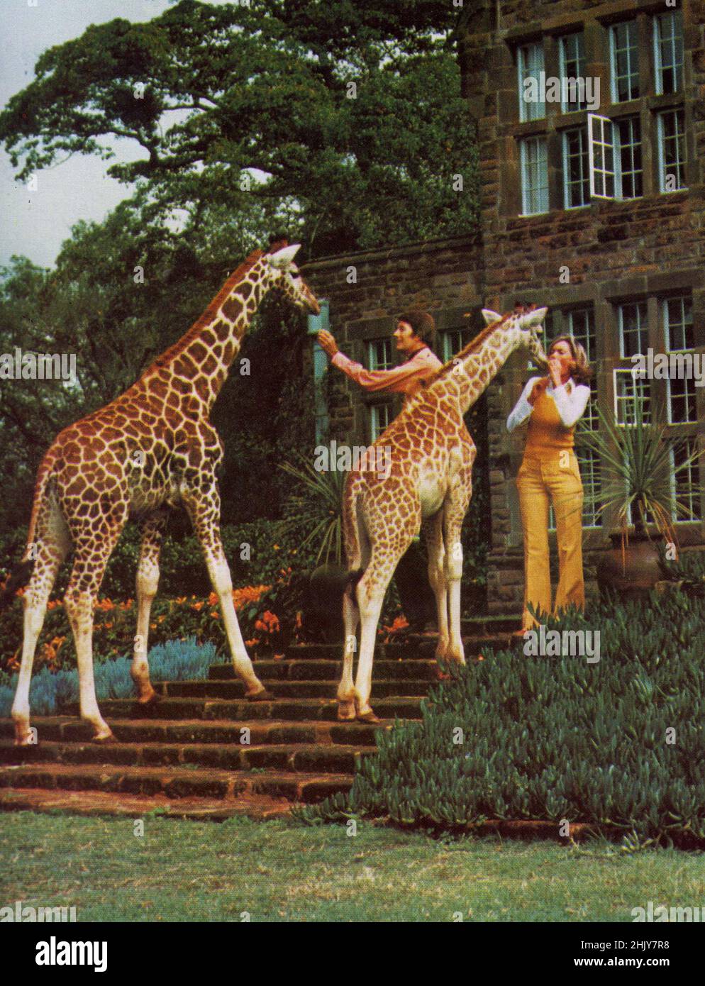 JOCK AND BETTY (PARENTS OF RICK ANDERSON) GREET THE ORIGINAL GIRAFFES ...