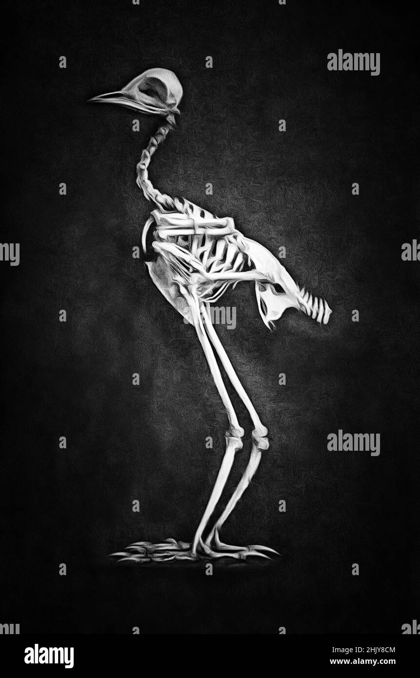 Bird Skeleton Images High Resolution Stock Photography and Images - Alamy