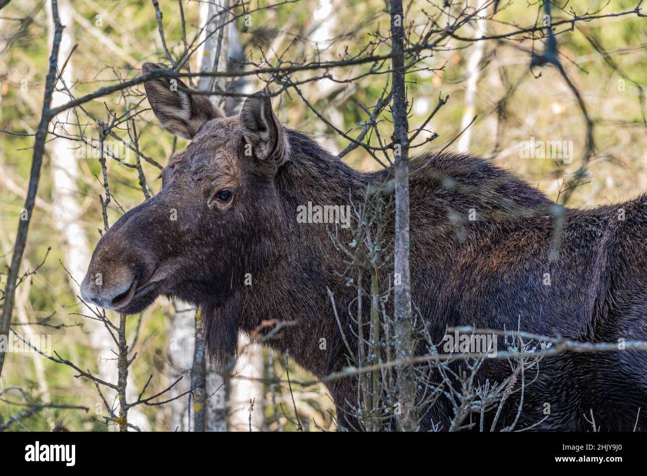 A close-up of a moose living in the wild in Polish forests, a male ...
