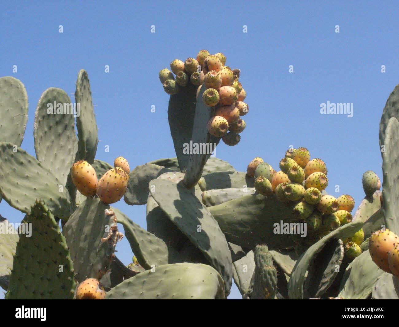Ficus indica in nature in Sardinia Stock Photo - Alamy