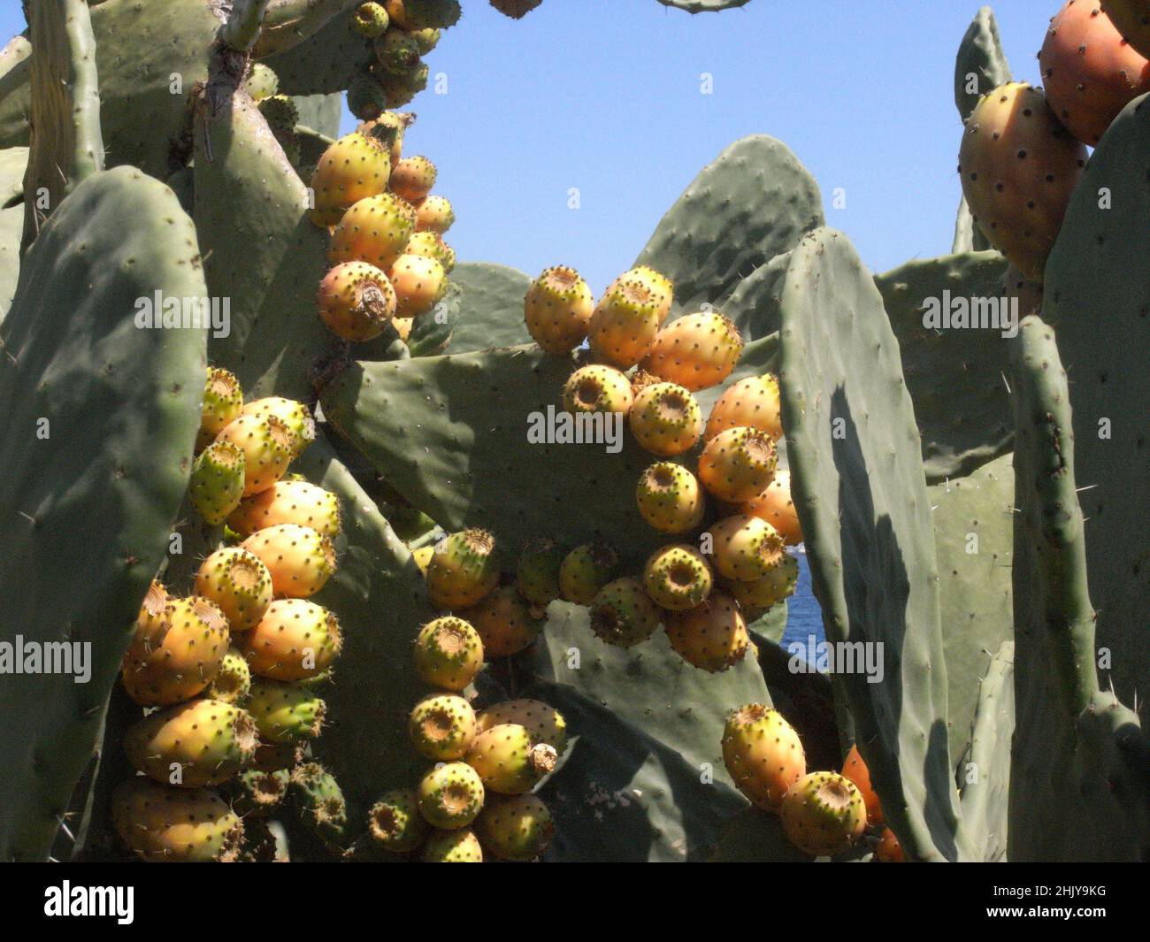 Ficus indica in nature in Sardinia Stock Photo - Alamy