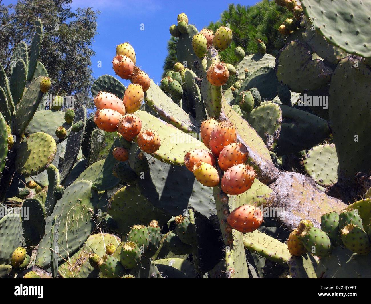 Ficus indica in nature in Sardinia Stock Photo - Alamy