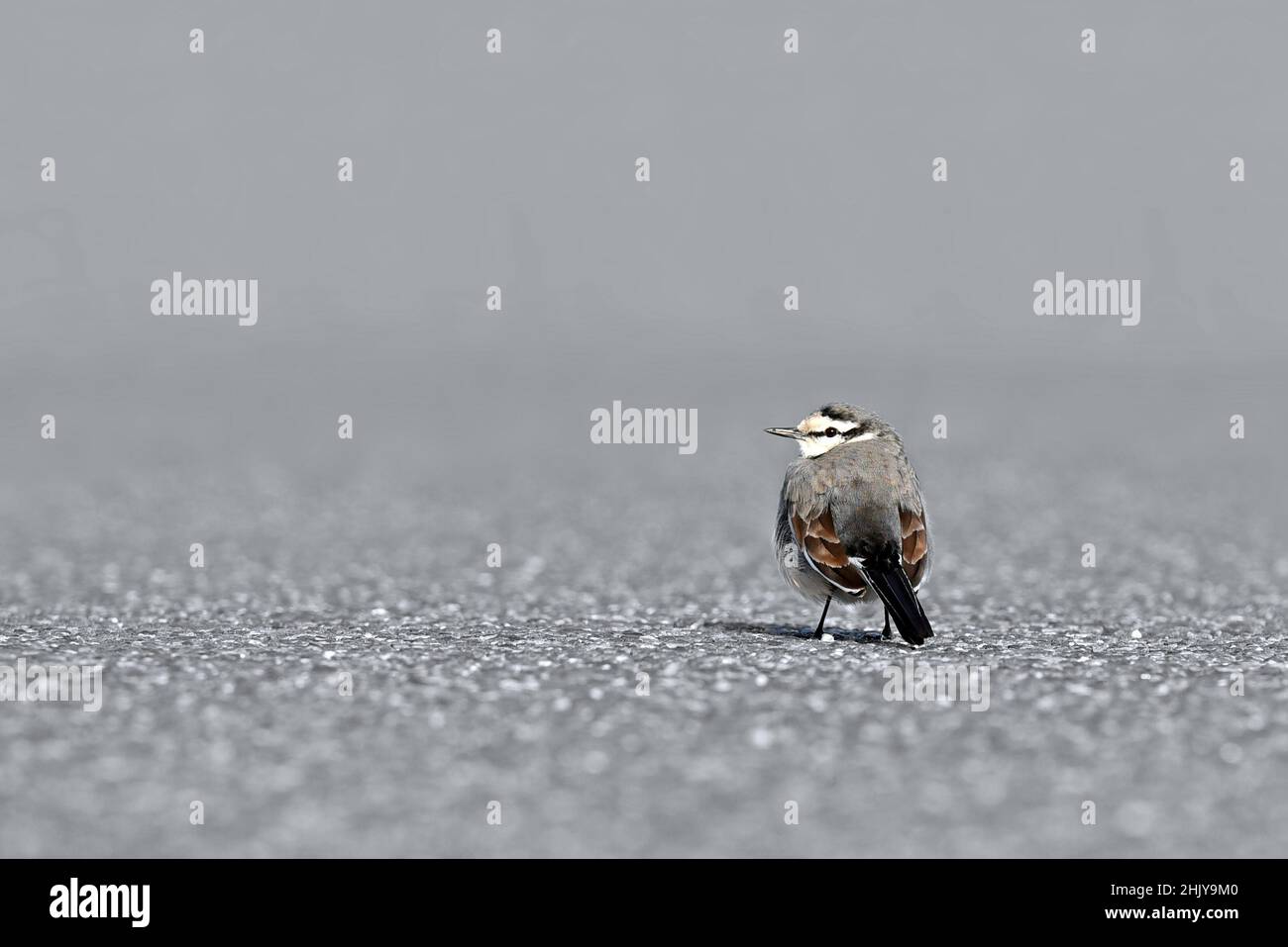 A cute little bird on a concrete surface isolated in gray with copy ...