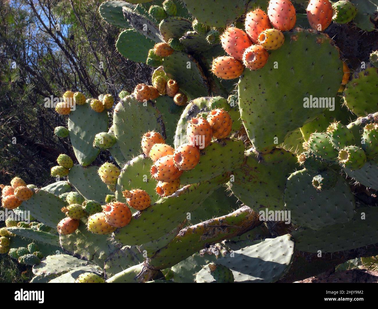 Ficus indica in nature in Sardinia Stock Photo - Alamy