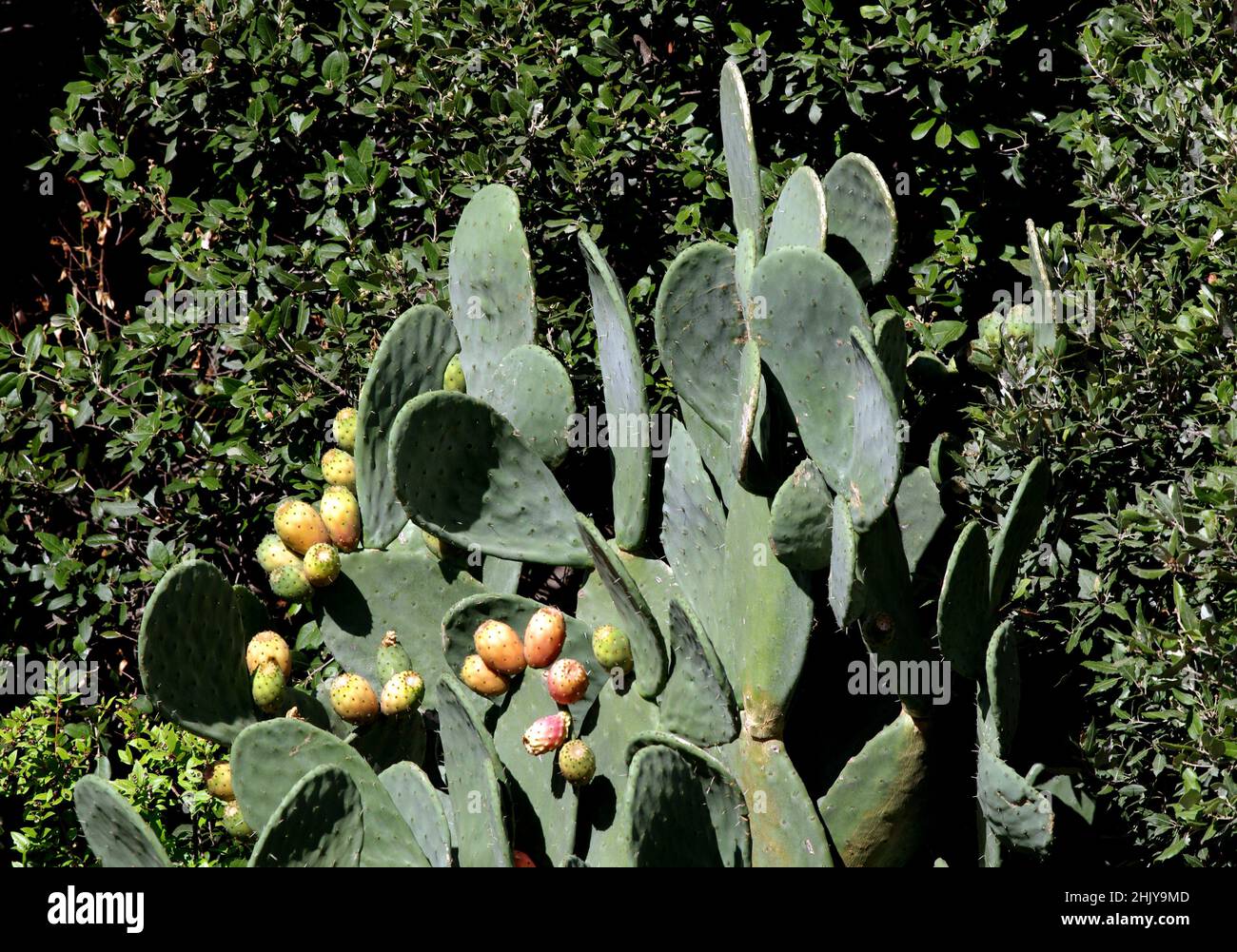 Ficus indica in nature in Sardinia Stock Photo - Alamy