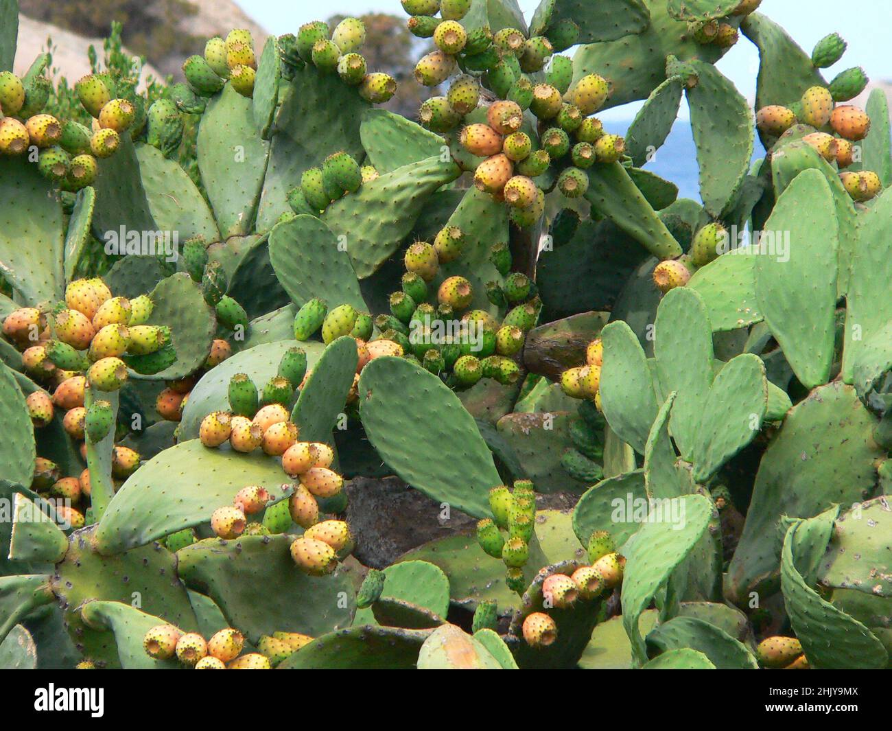 Ficus indica in nature in Sardinia Stock Photo - Alamy