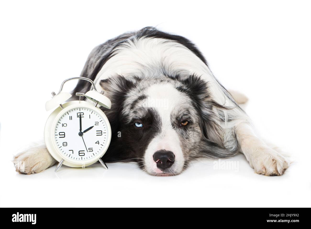 Border collie dog with alarm clock isolated on white Stock Photo - Alamy