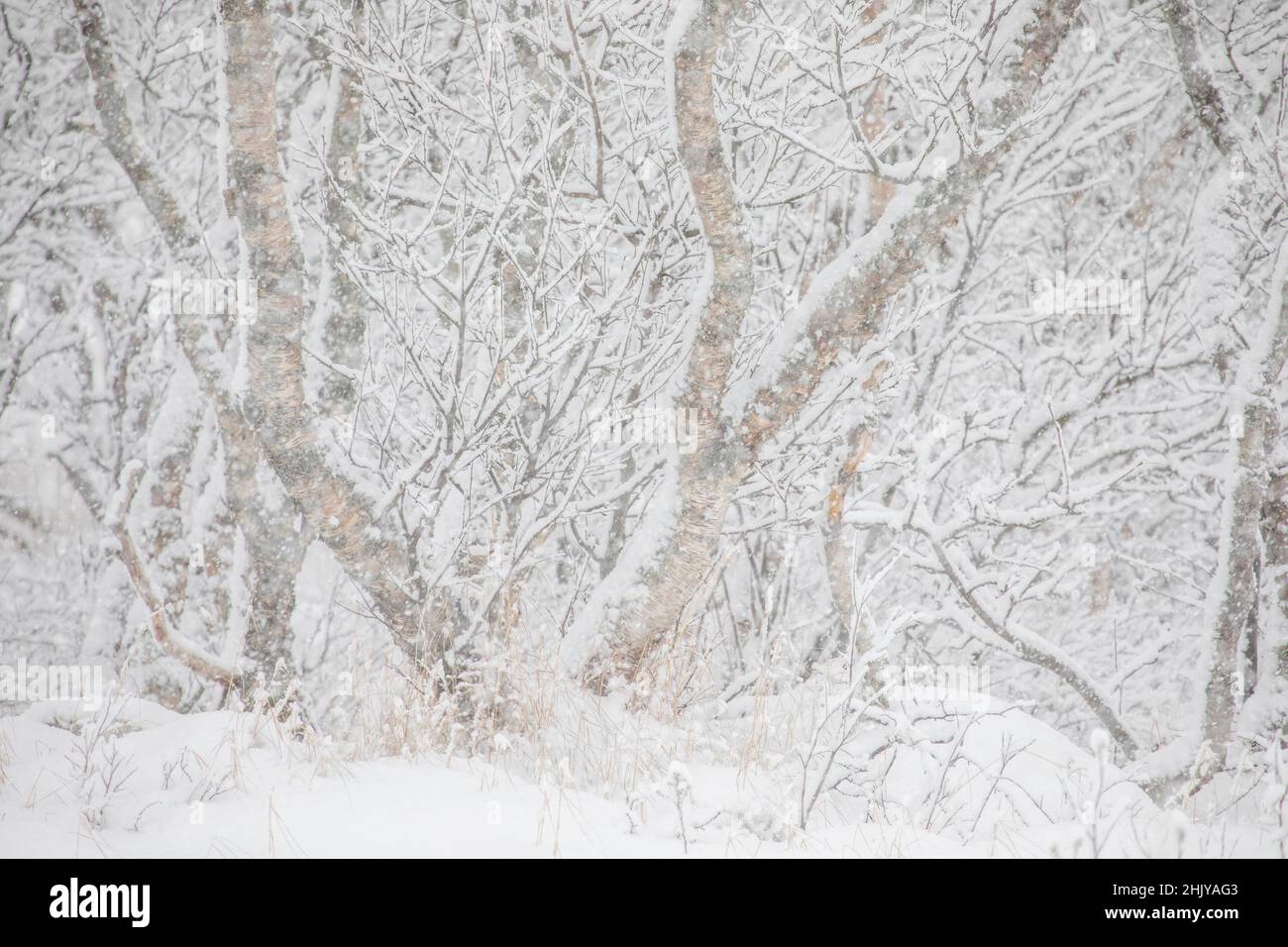 Birch trees and deep snow Stock Photo - Alamy