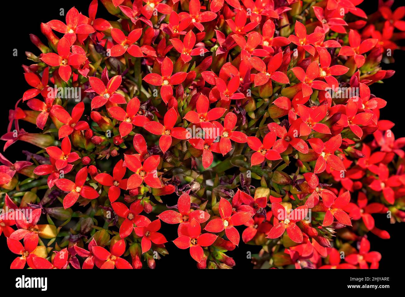 Bunch of red flowers on a plant Stock Photo - Alamy