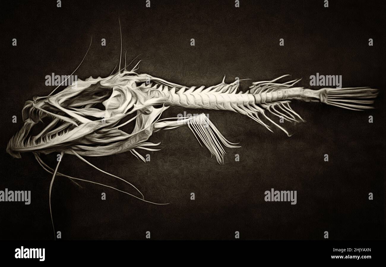 Monkfish skeleton hi-res stock photography and images - Alamy