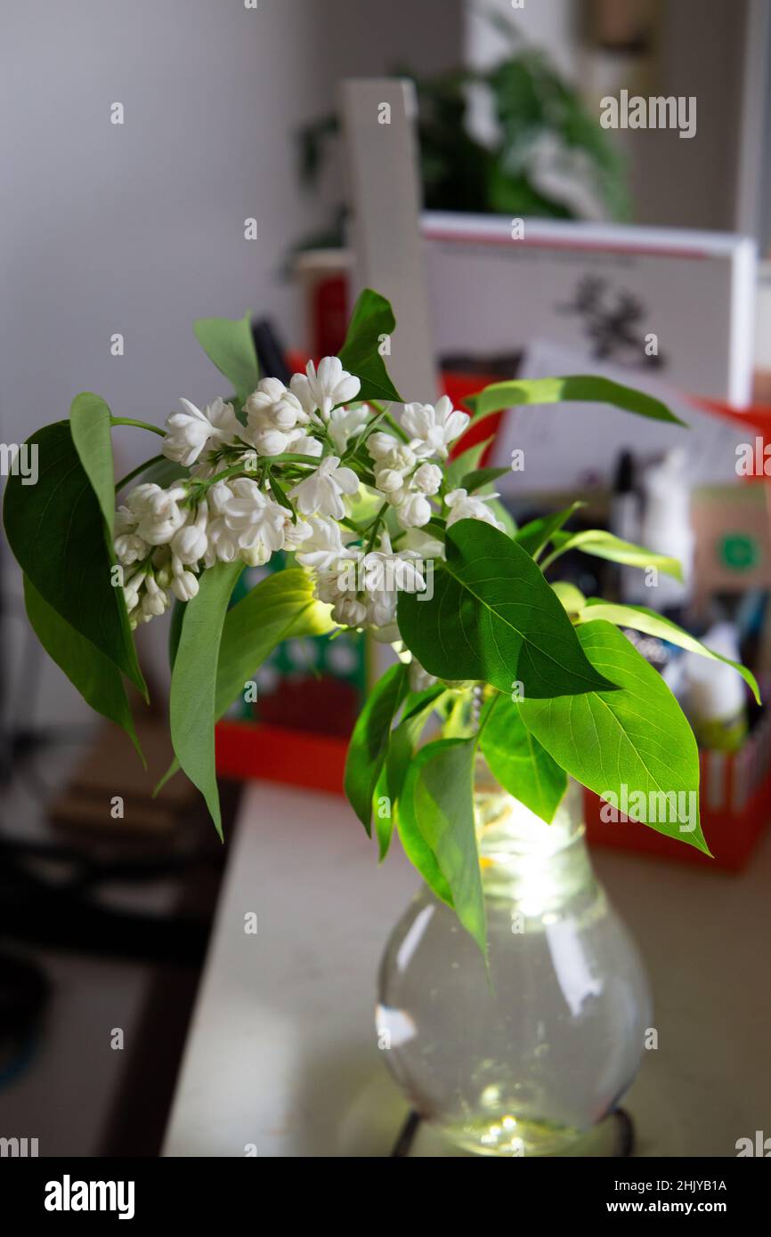 first spring flowers in the room. High-quality photo Stock Photo - Alamy