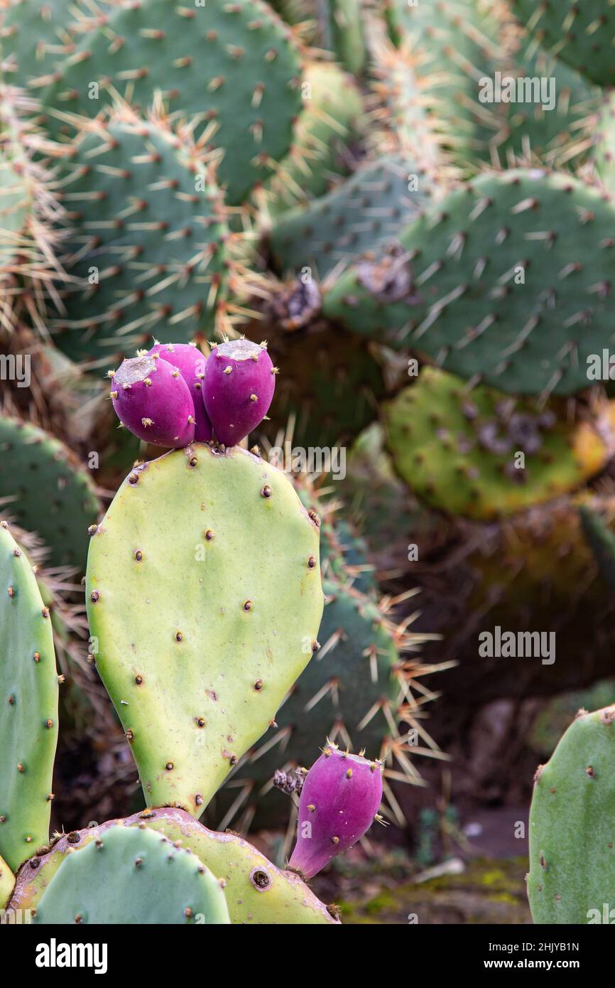Beautiful cacti in the botanical garden in summer. Exotic types of ...