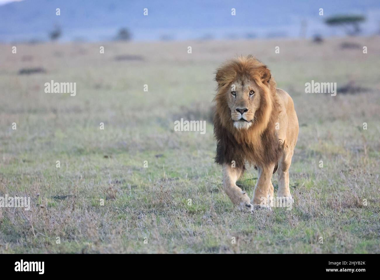 Lemek conservancy hi-res stock photography and images - Alamy