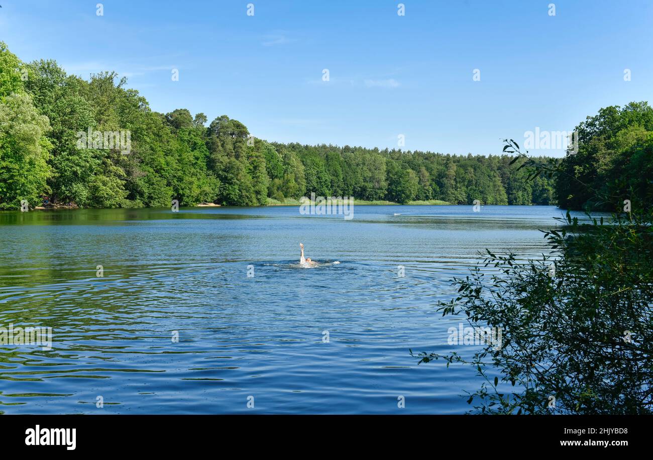 Krumme Lanke, Zehlendorf, Steglitz-Zehlendorf, Berlin, Deutschland ...