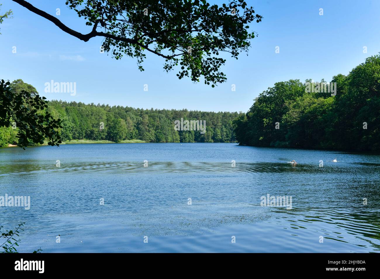 Krumme Lanke, Zehlendorf, Steglitz-Zehlendorf, Berlin, Deutschland ...